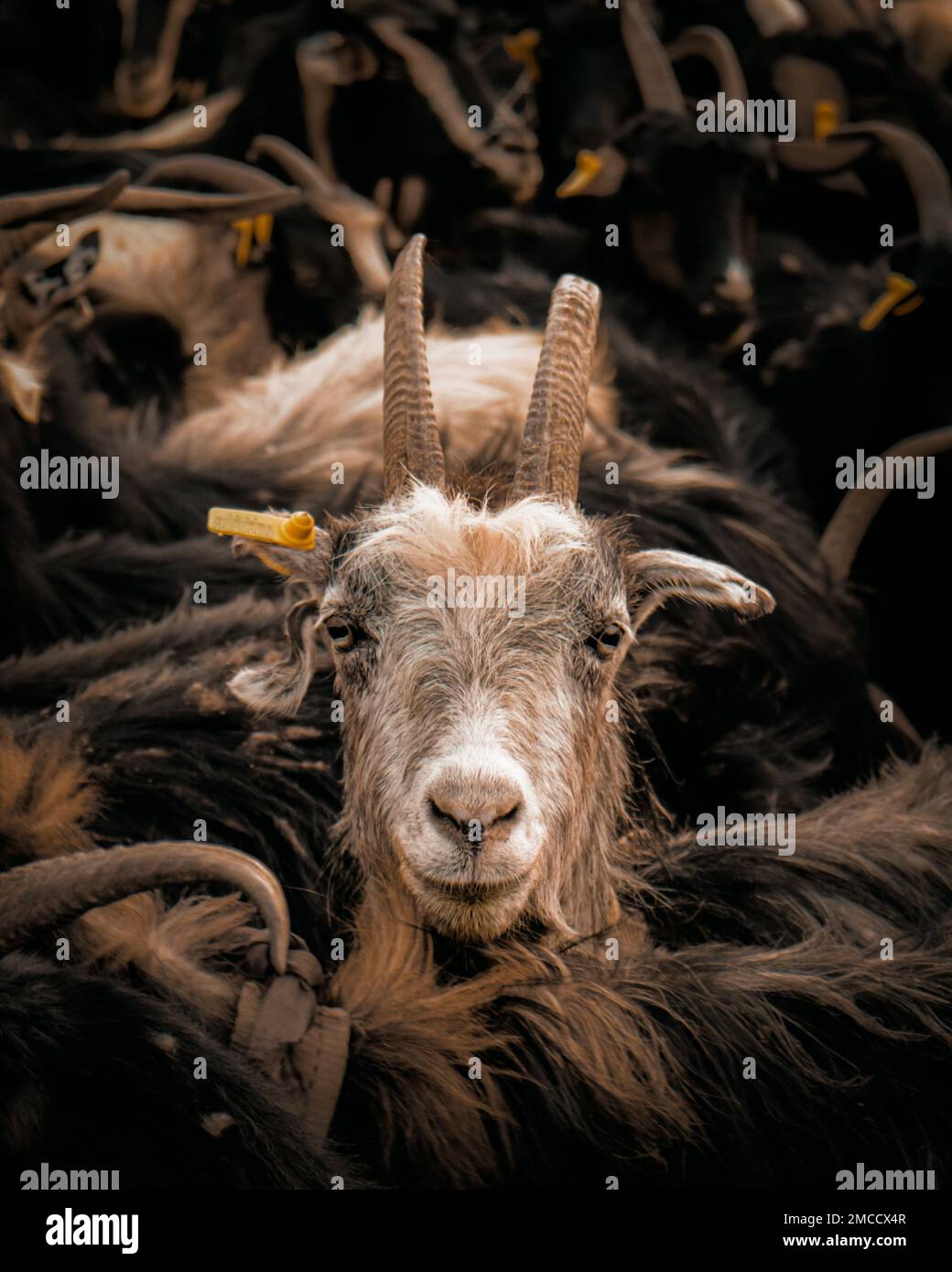 A vertical closeup shot of a goat in the herd with a yellow numbering ...
