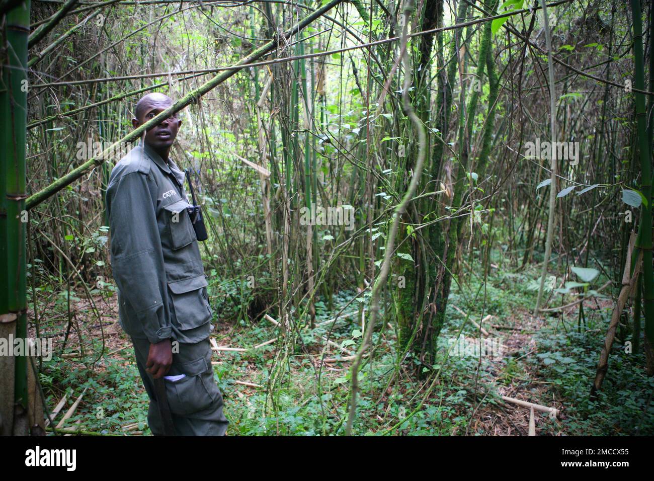 Virunga National Park Mountain Gorilla Rangers with Dancers in Rwanda ...