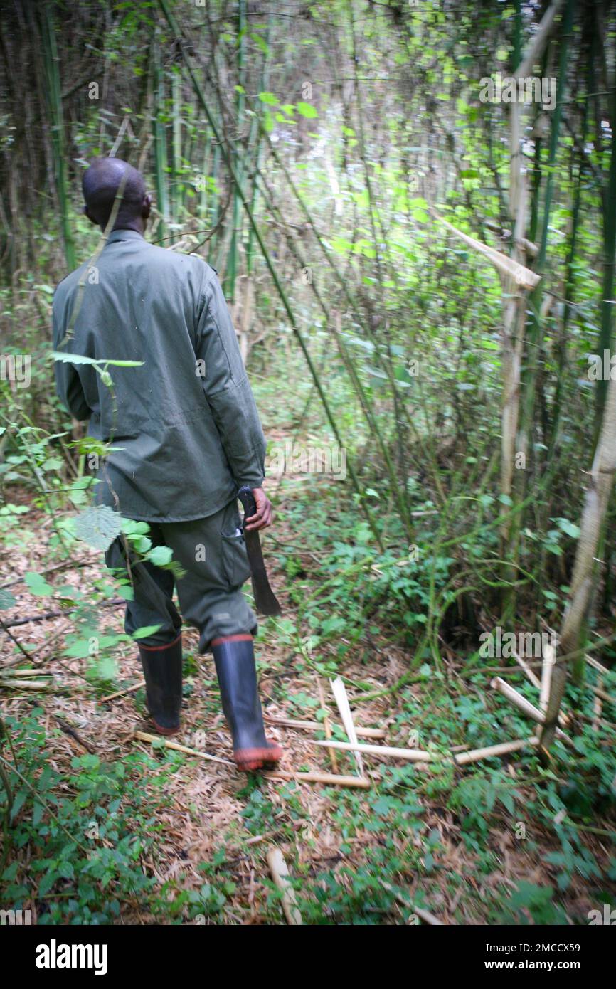 Virunga National Park Mountain Gorilla Rangers with Dancers in Rwanda ...