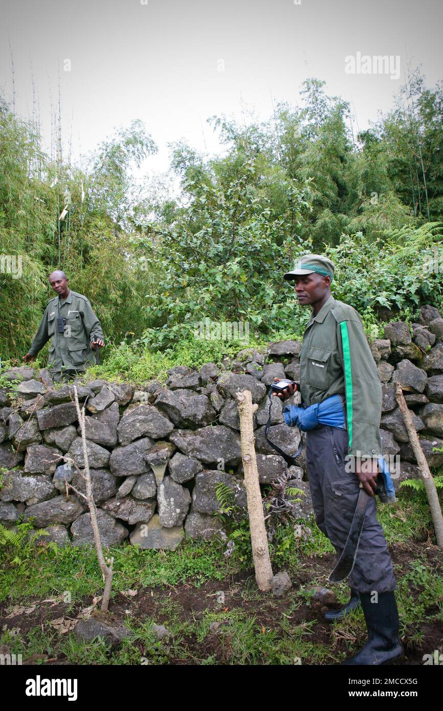 Virunga National Park Mountain Gorilla Rangers with Dancers in Rwanda ...