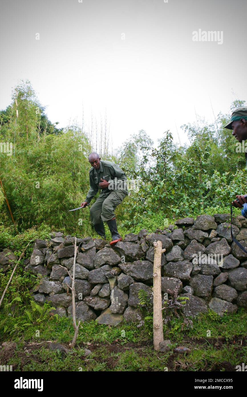 Virunga National Park Mountain Gorilla Rangers with Dancers in Rwanda ...