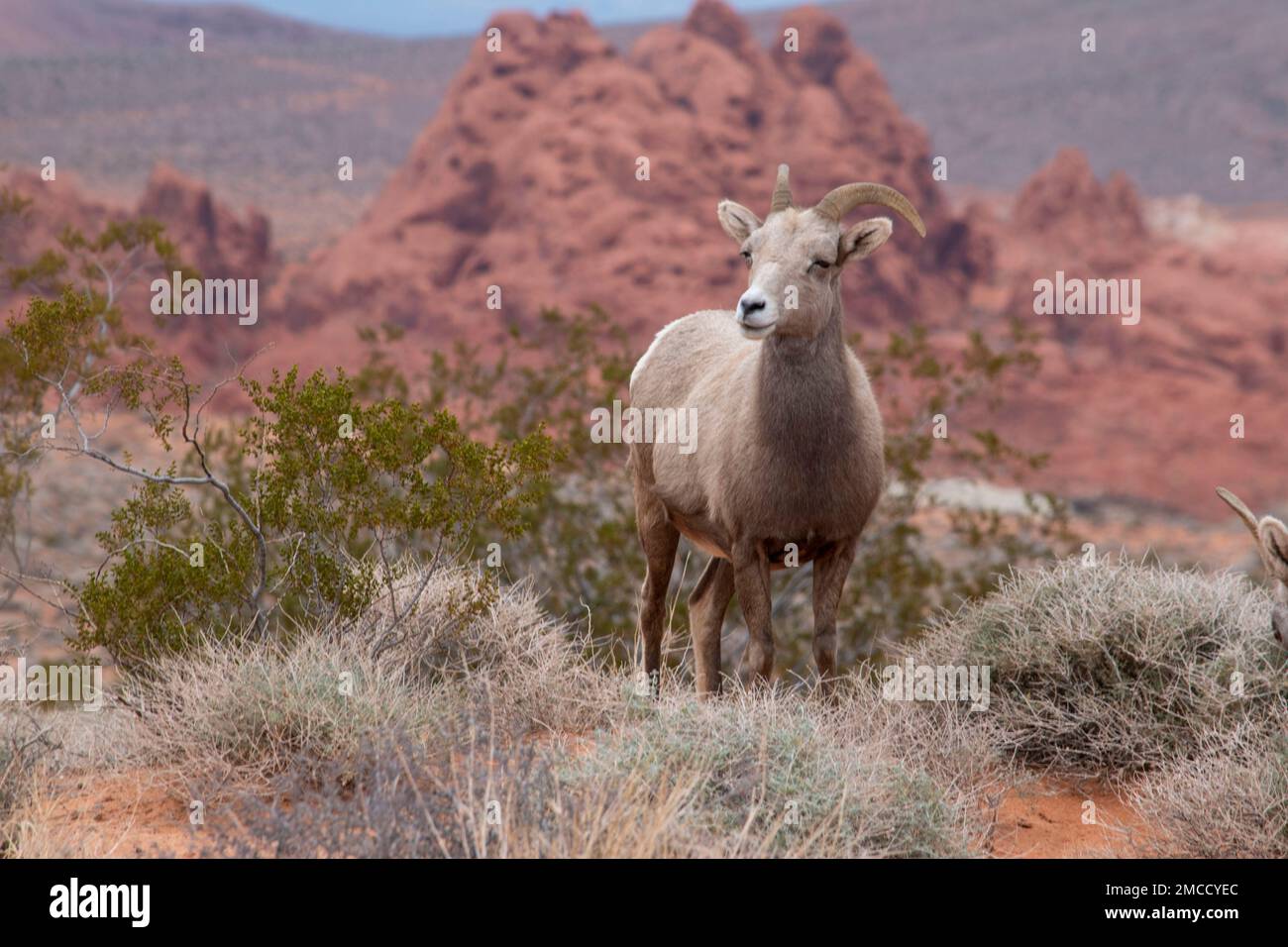 Herds of bighorn sheep live in Valley of Fire State Park, NV, USA Stock ...