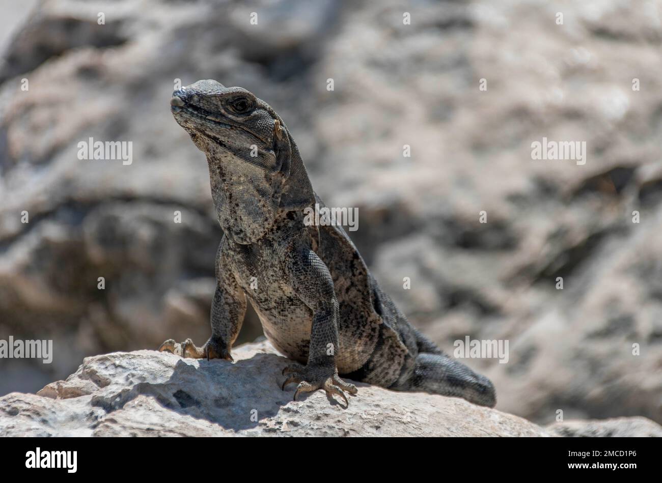 Mexican beaded lizard Stock Photo - Alamy