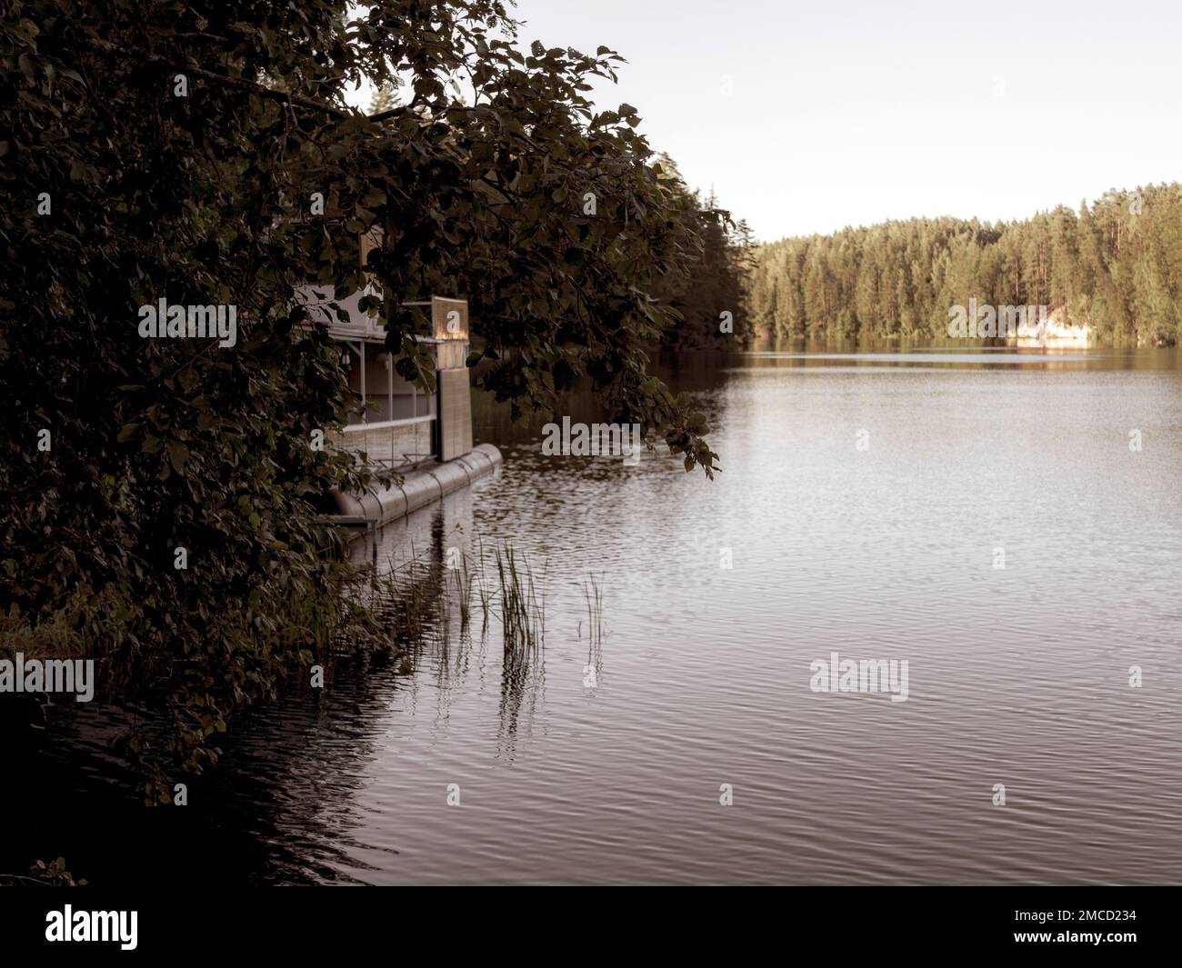 Springboard on shore of lake. Beautiful idylic scene. trees are ...