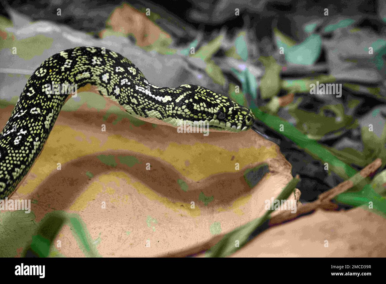 January 20, 2023, Sydney, New South Wales (NSW, Australia: Diamond ...