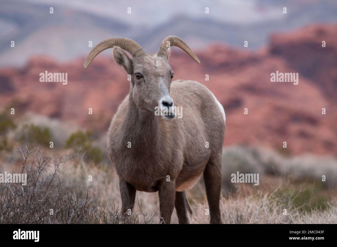 Herds of bighorn sheep live in Valley of Fire State Park, NV, USA Stock ...