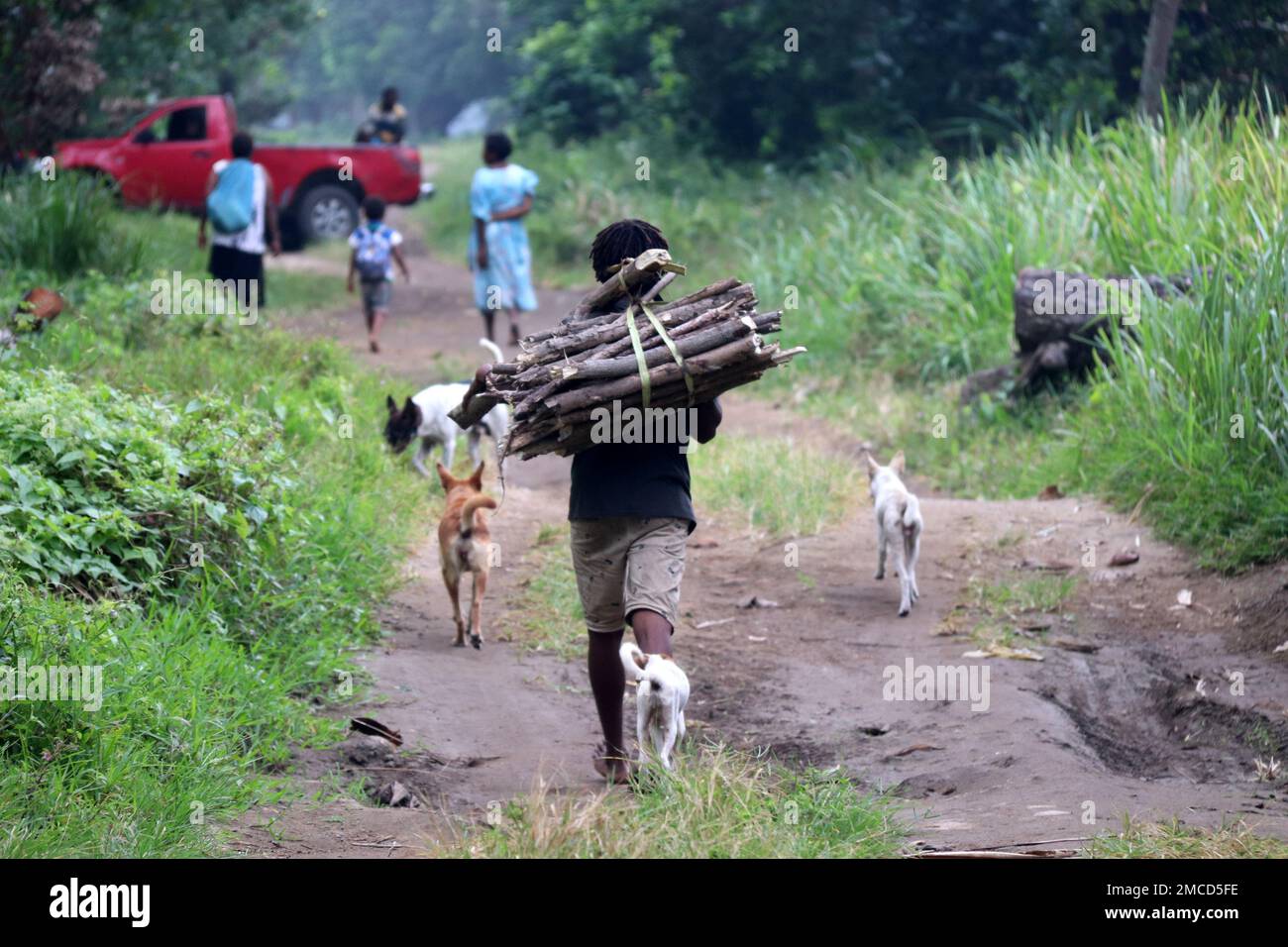 a boy with dogs carries firewood on his back along a rural road ...