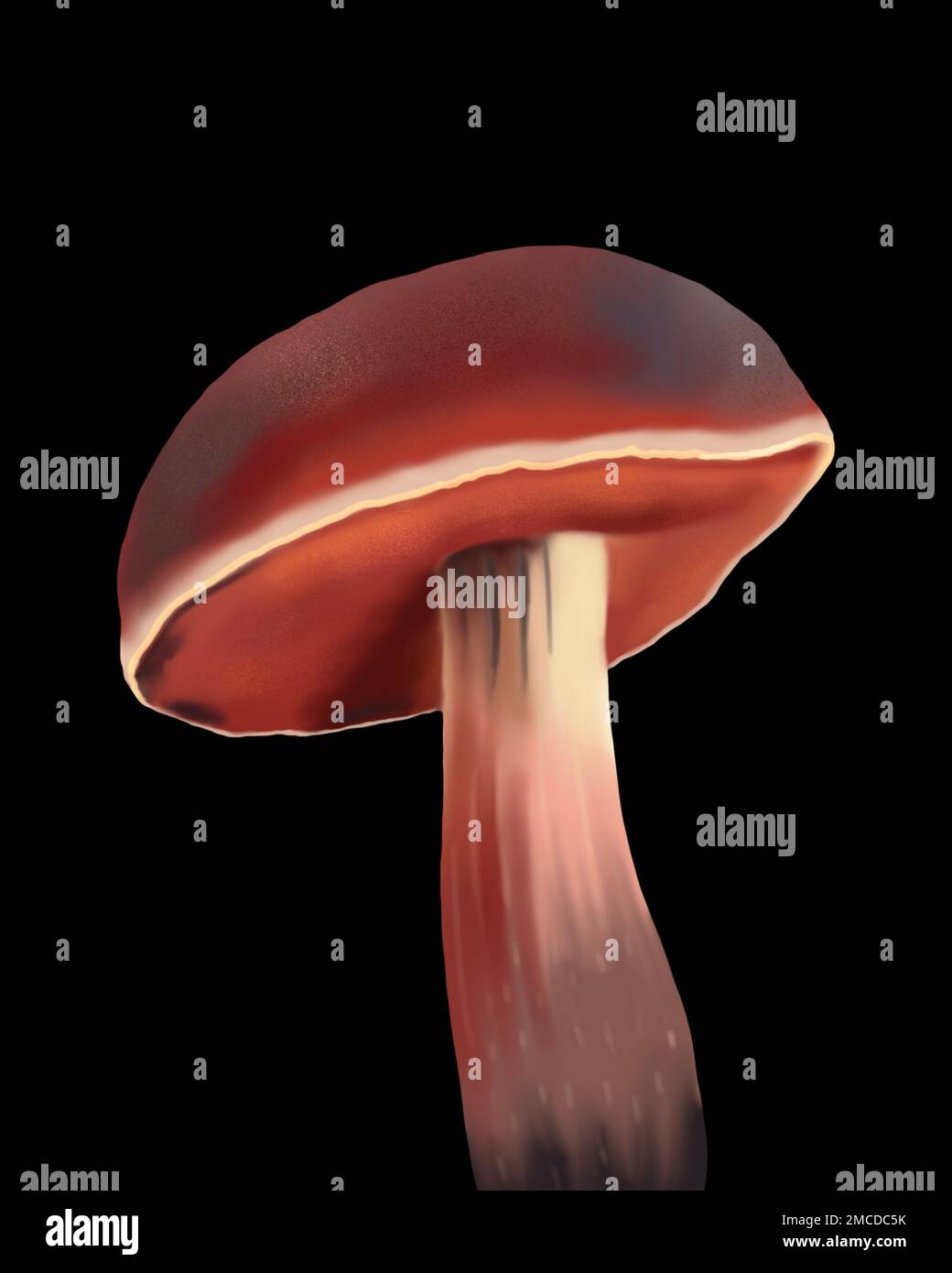 Boletus edulis drawing hi-res stock photography and images - Alamy