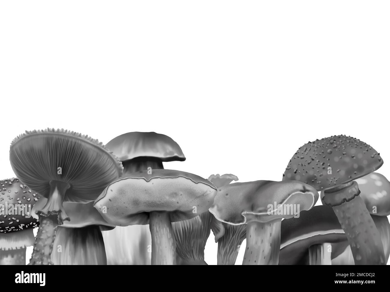 black and white mushroom banner. banner with realistic mushrooms ...