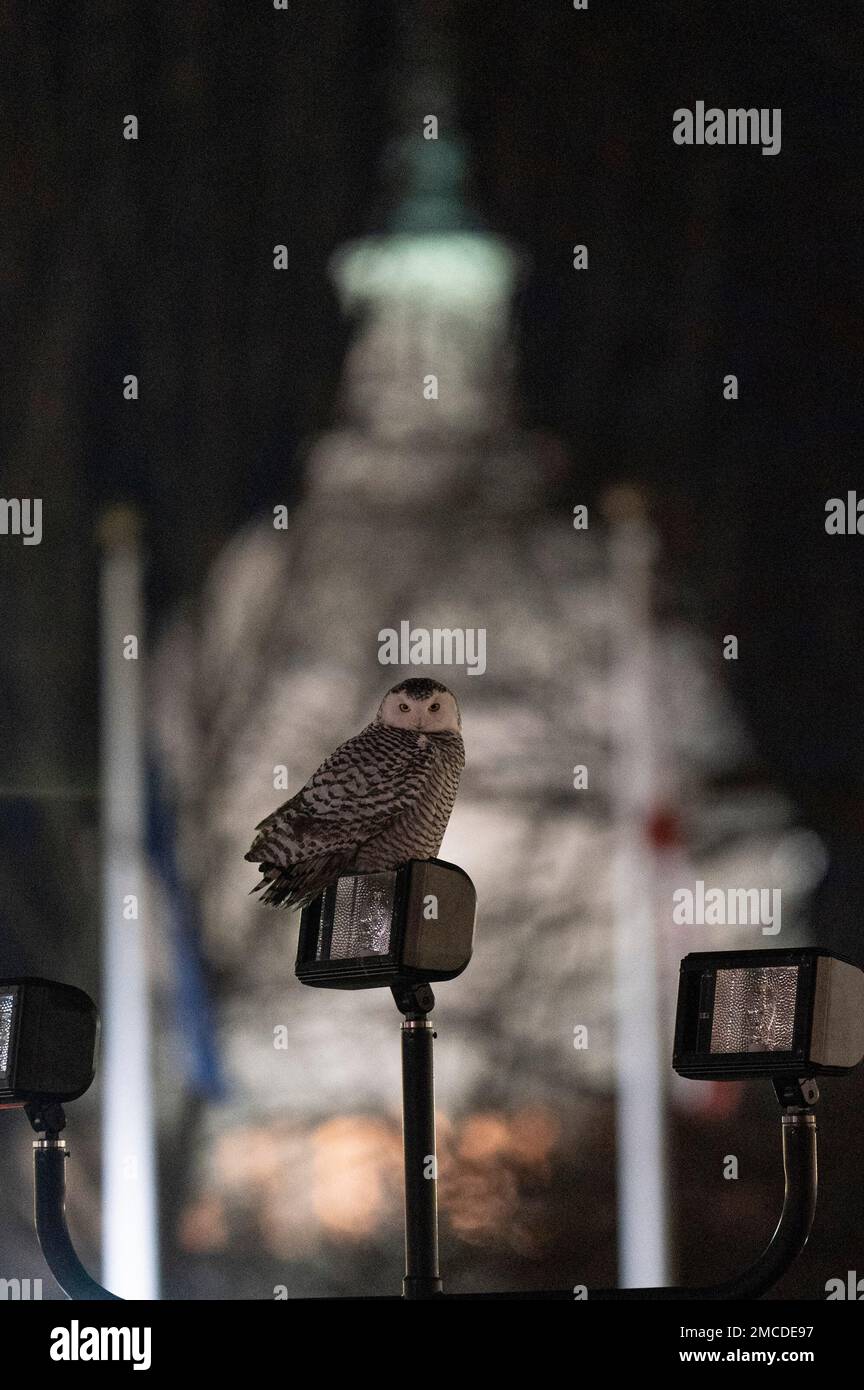 The U.S. Capitol building gives backdrop to a rare snowy owl standing ...