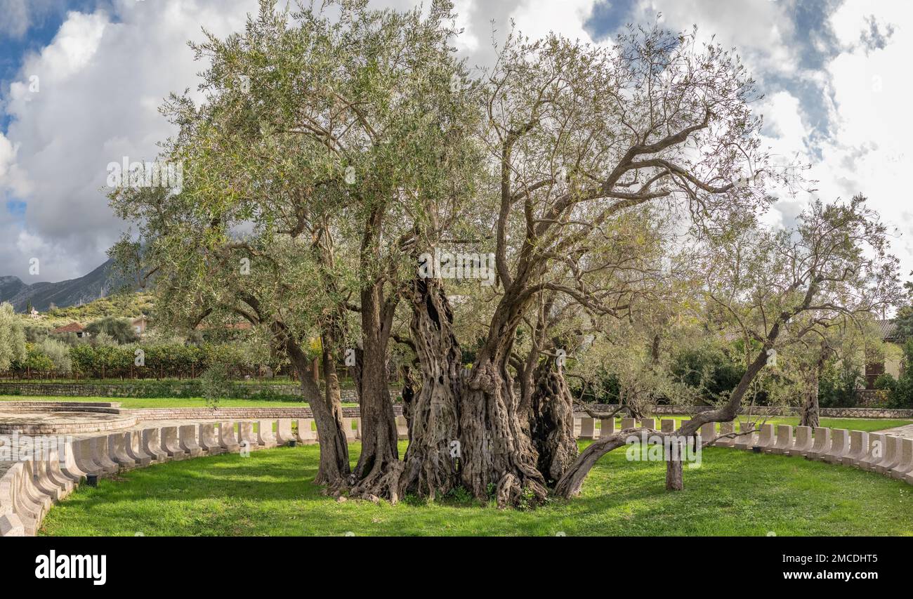 Natural olive tree view hi-res stock photography and images - Alamy