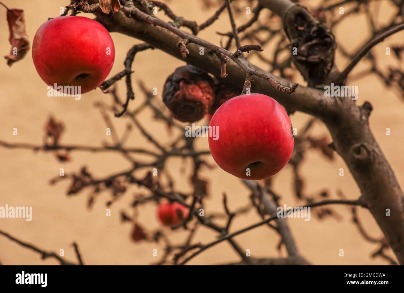 Rotten and overripe apple fruits on a branch in winter. Not harvested ...