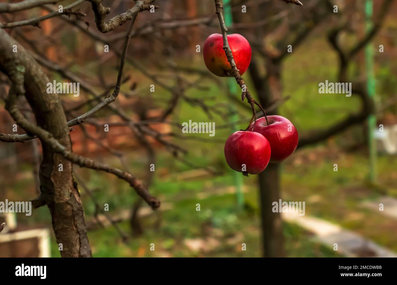 Rotten and overripe apple fruits on a branch in winter. Not harvested ...
