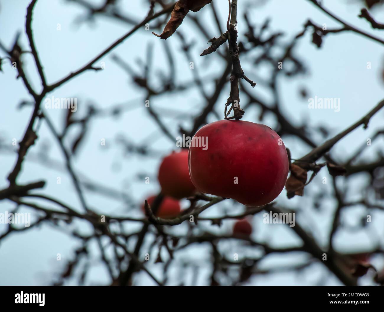 The last apples on the apple tree hi-res stock photography and images ...