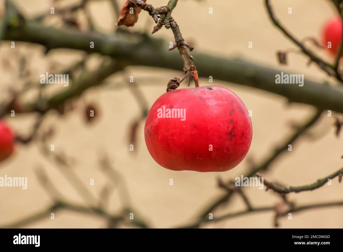 The last apples on the apple tree hi-res stock photography and images ...