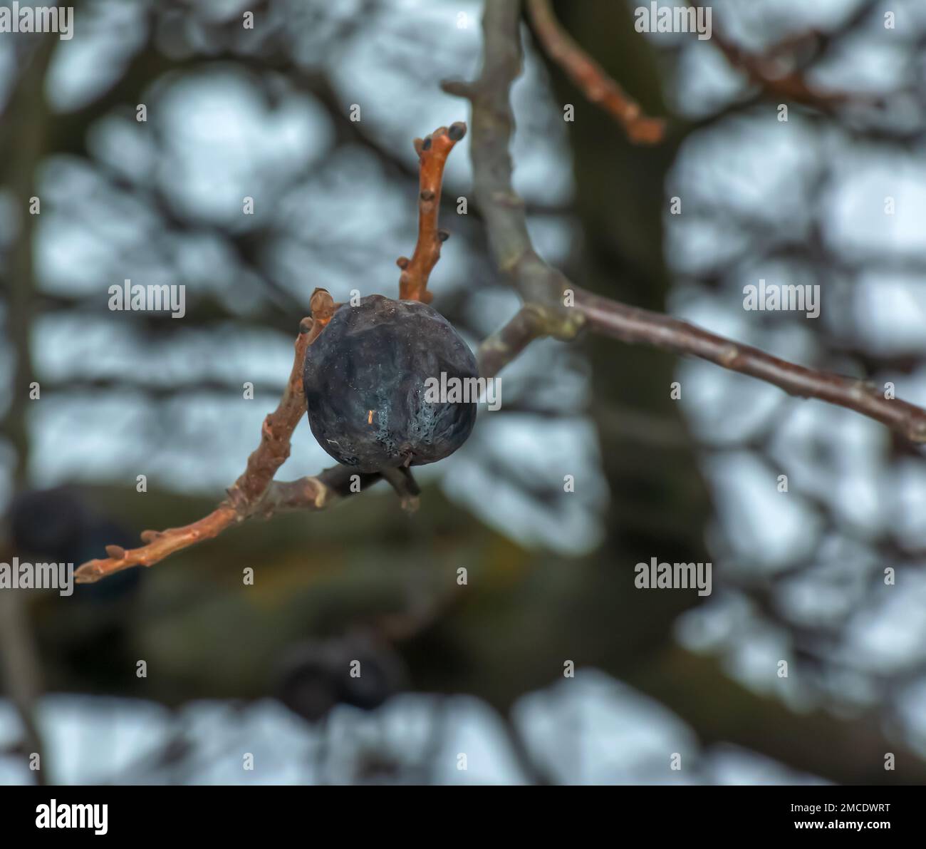 Rotten and overripe apple fruits on a branch in winter. Not harvested ...