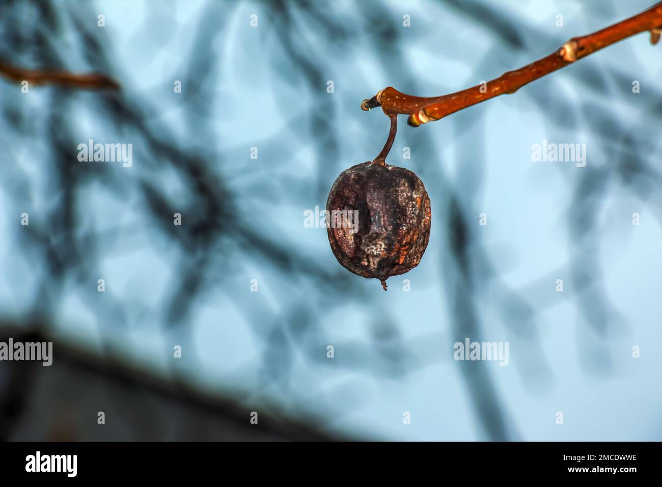 Rotten and overripe apple fruits on a branch in winter. Not harvested ...