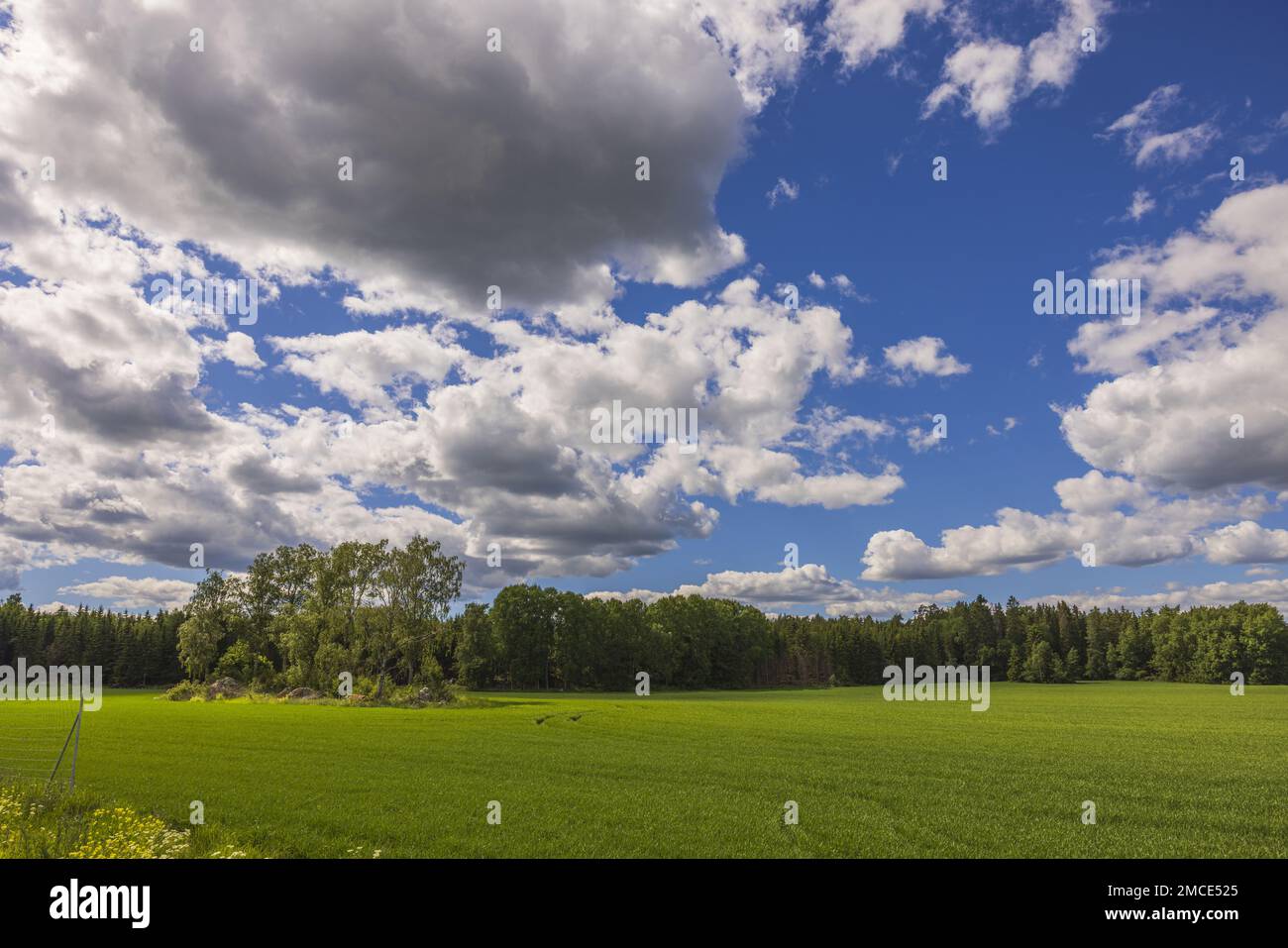 Gorgeous view of rural landscape with wheat fields against blue sky ...