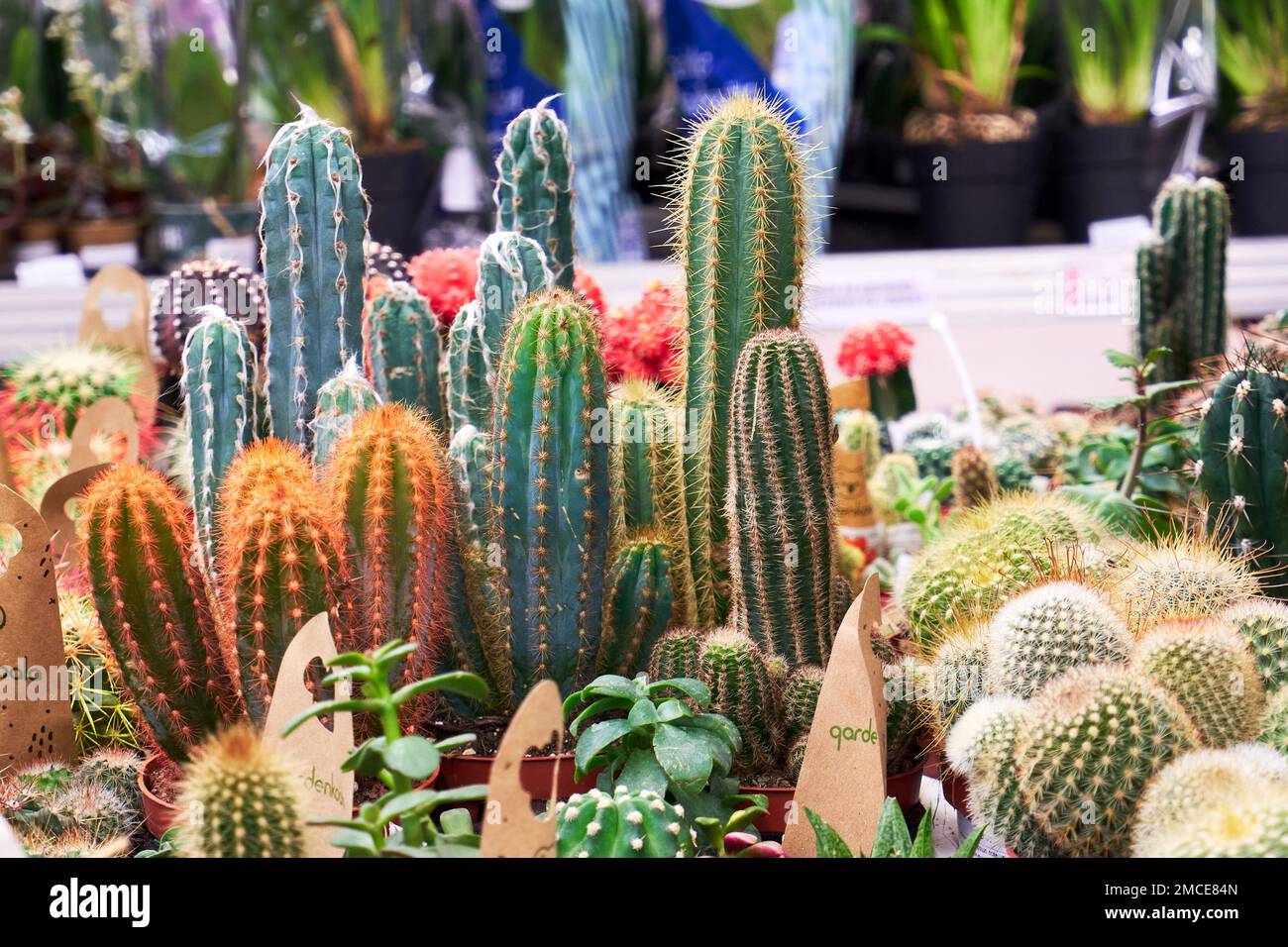 A large selection of indoor cacti in a flower shop Stock Photo - Alamy