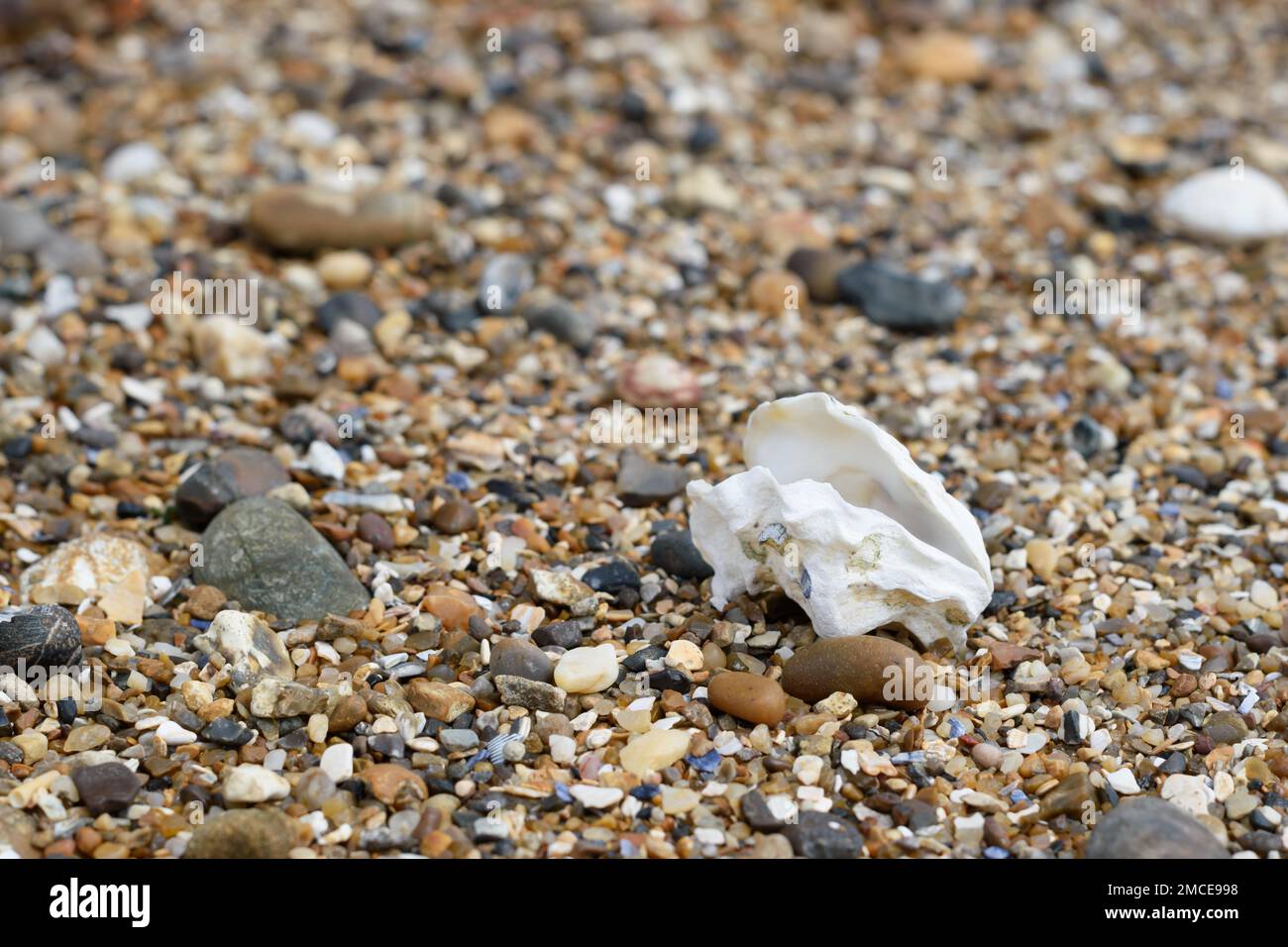 Seashell on the sea beach background copy space for text. Sea shell on ...