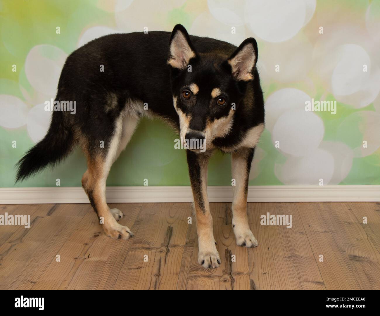 cute black and beige husky mix puppy dog standing up looking to the ...