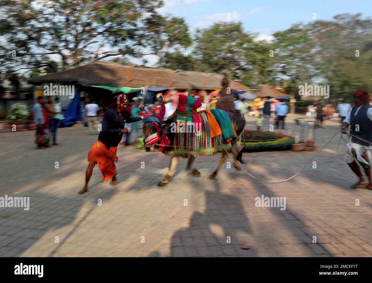 A man performs stunts with Gangireddu, a sacred decorated bull, as a ...