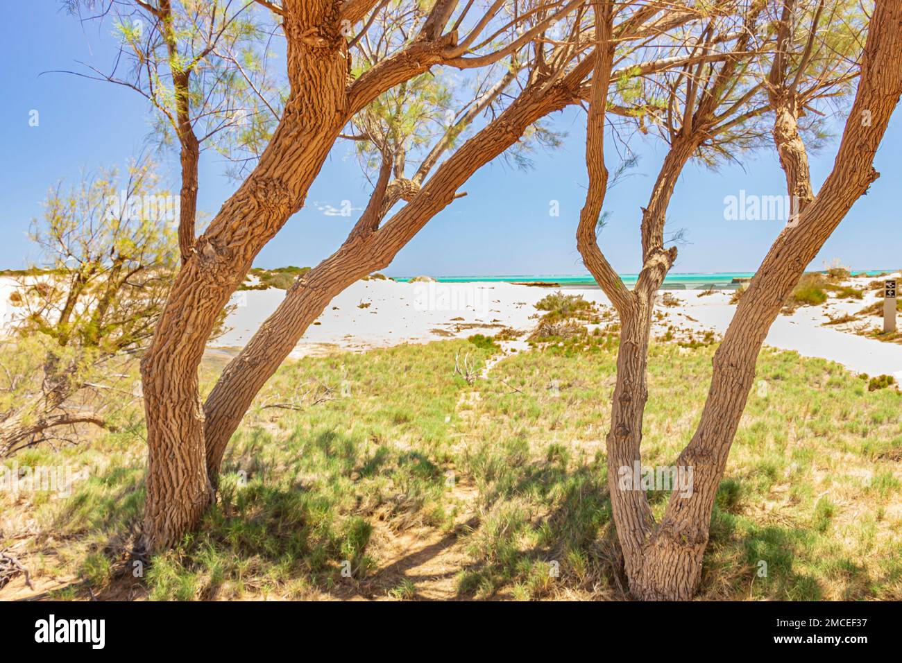 Gum trees against white sand and blue sky at Lakeside Beach in Cape ...
