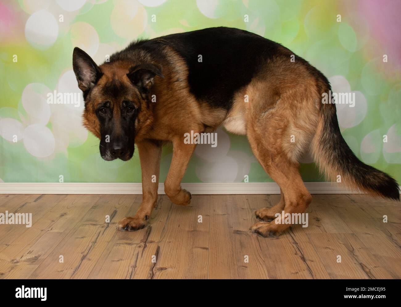 cute black and tan german shepherd puppy dog walking portrait Stock ...