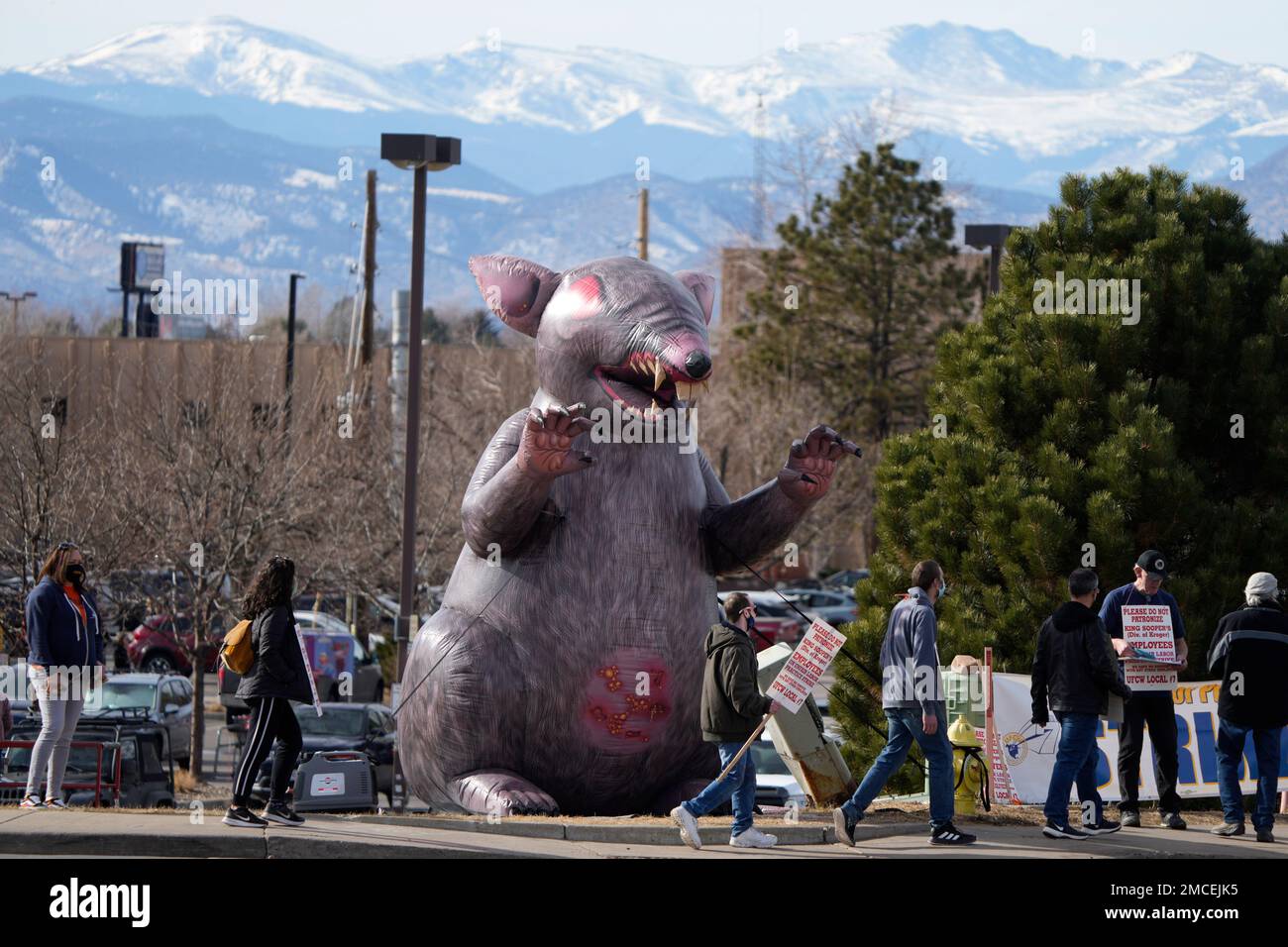 Grocery store workers walk by an inflatable rat as they picket outside ...