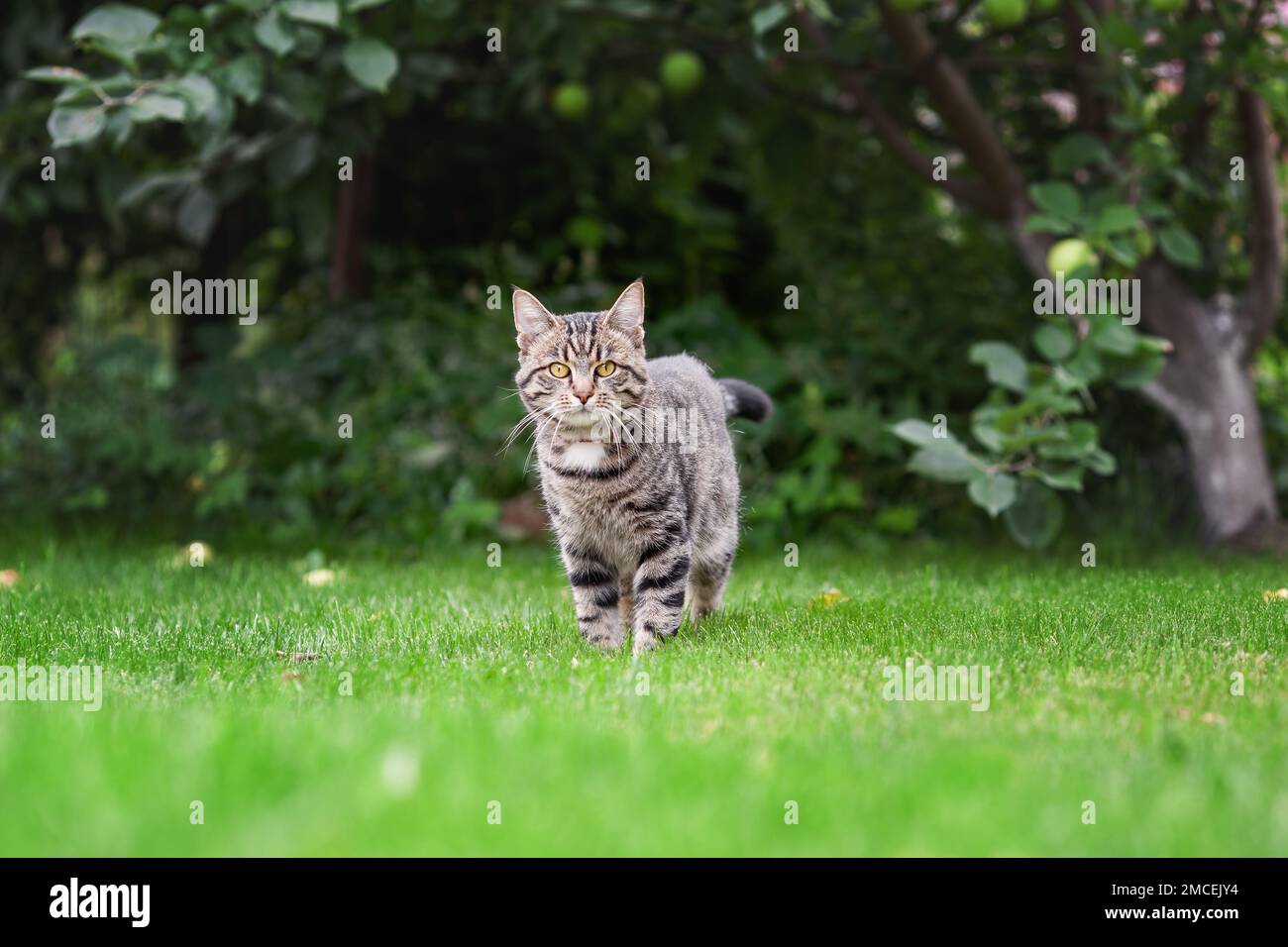 Homeless cat walking outdoor hi-res stock photography and images - Alamy