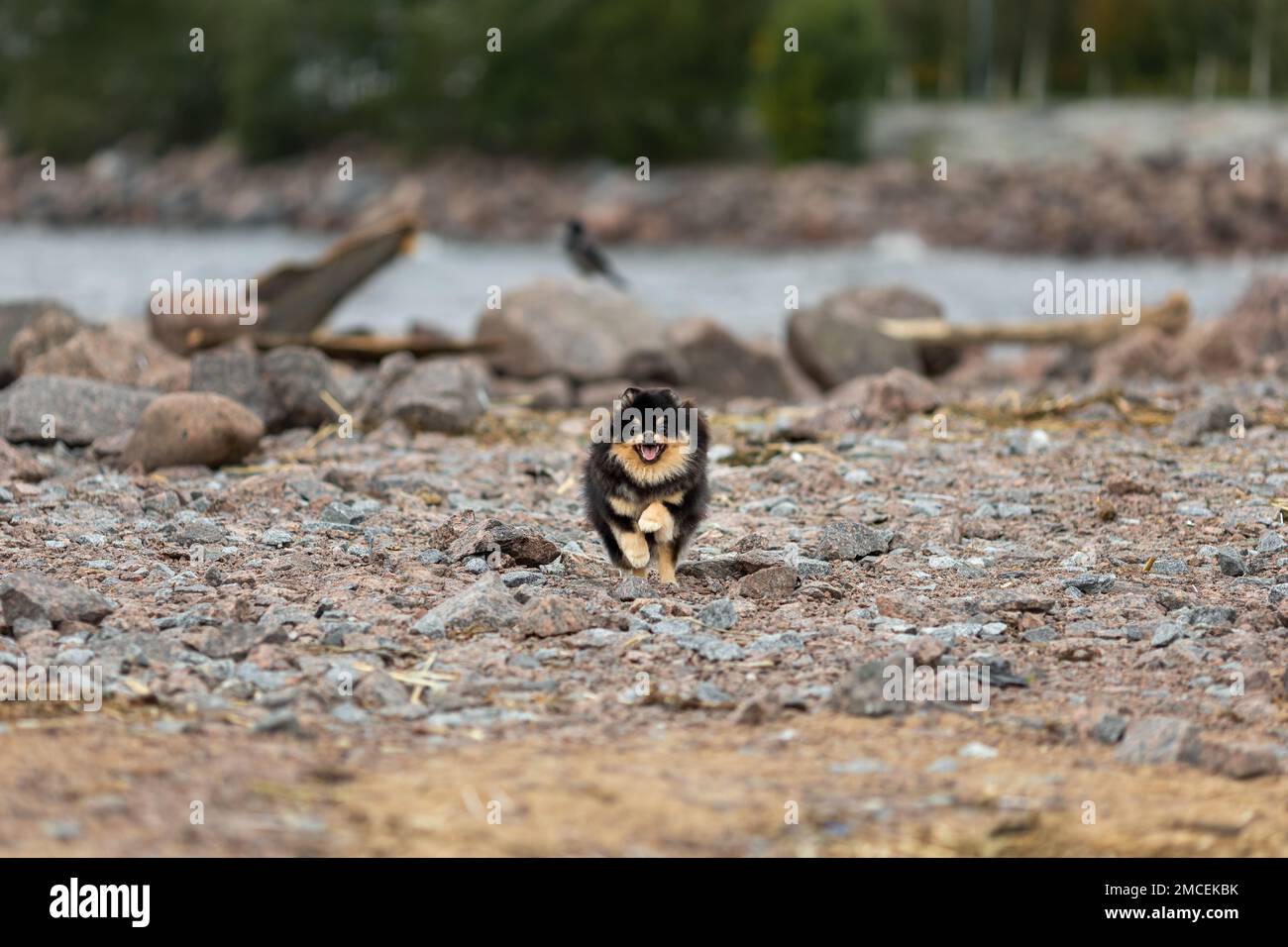 Happy active pomeranian spitz dog running outdoors on the rocky beach ...