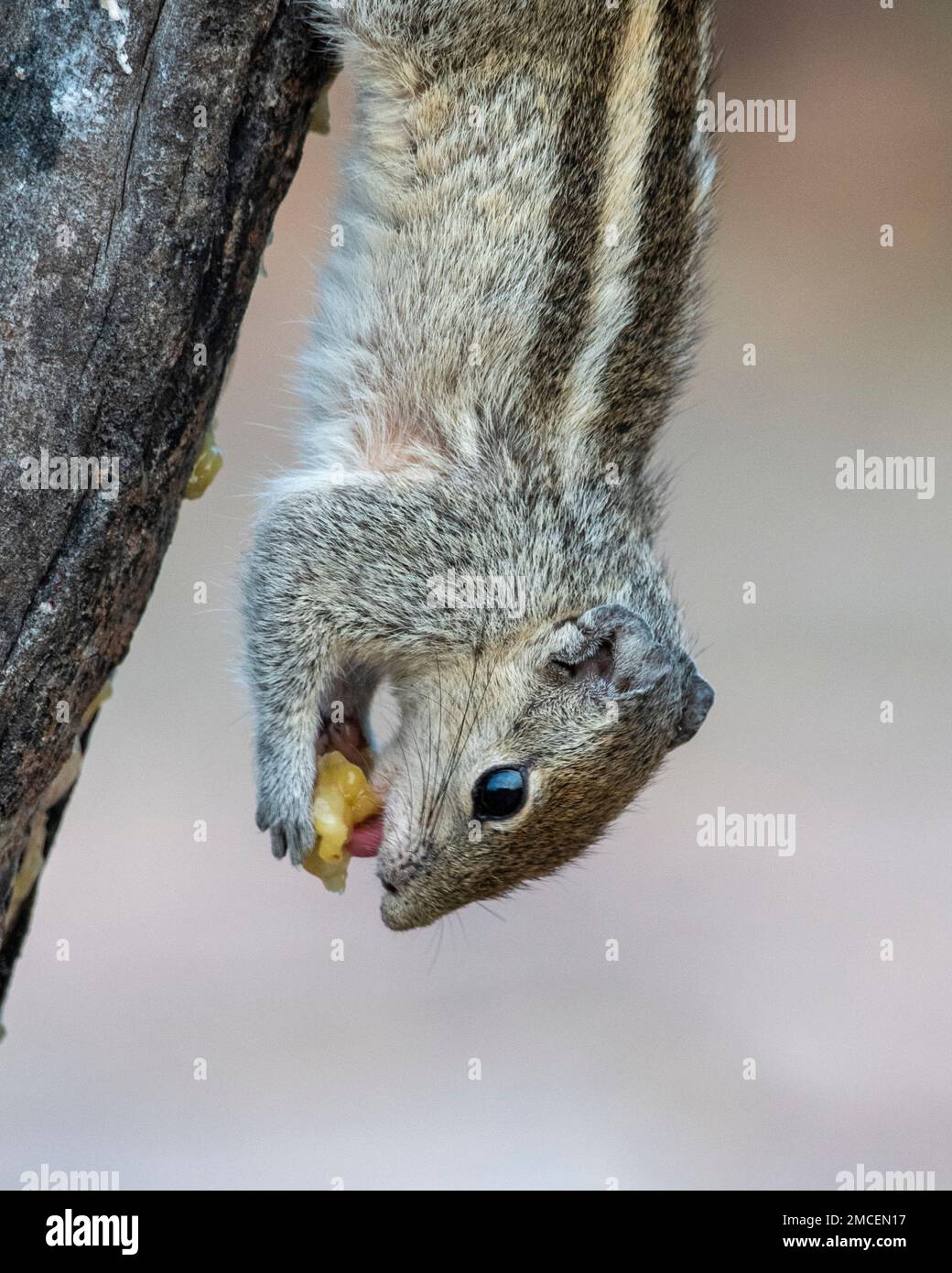 Indian palm squirrel or three-striped palm squirrel (Funambulus ...
