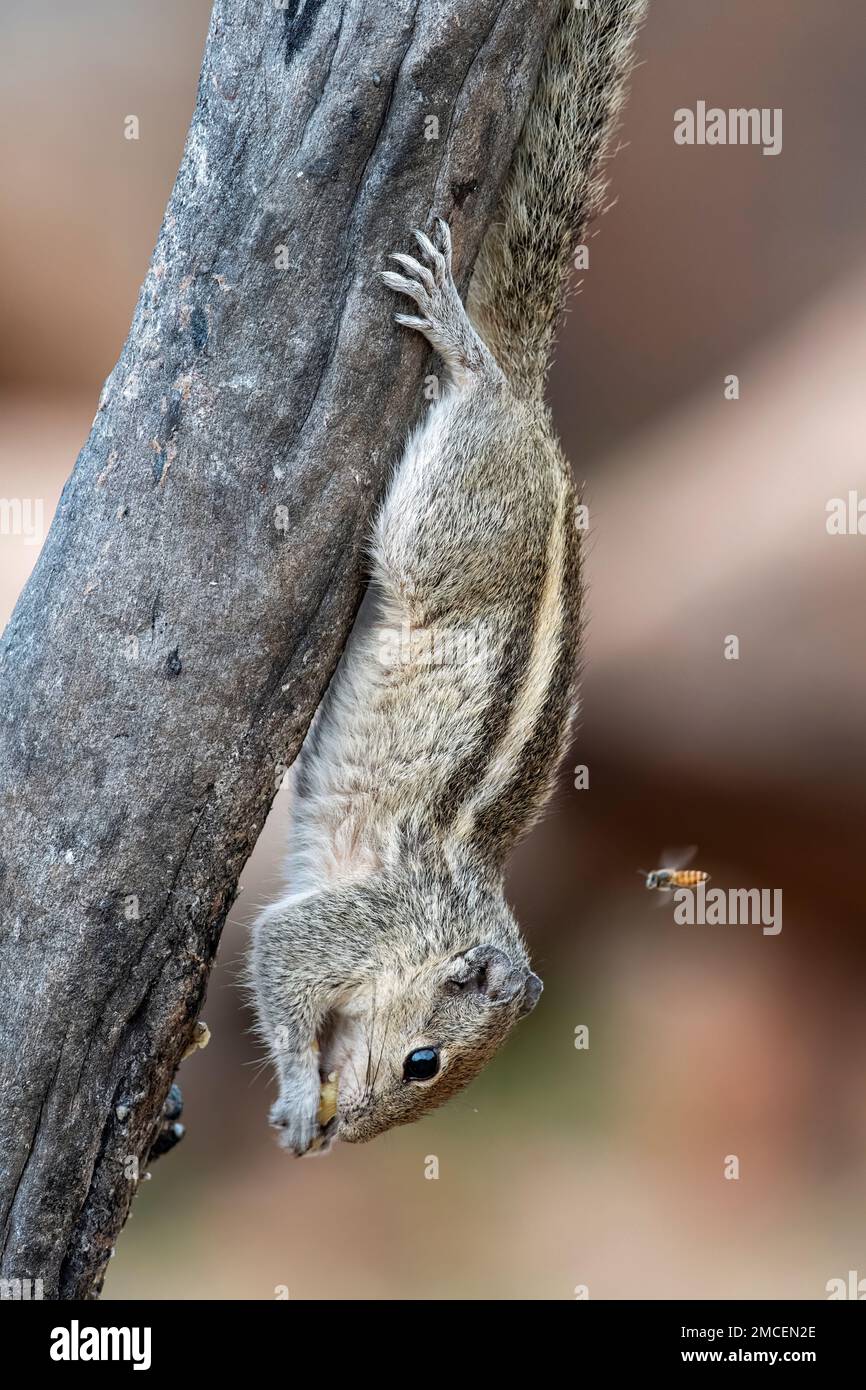Indian palm squirrel or three-striped palm squirrel (Funambulus ...