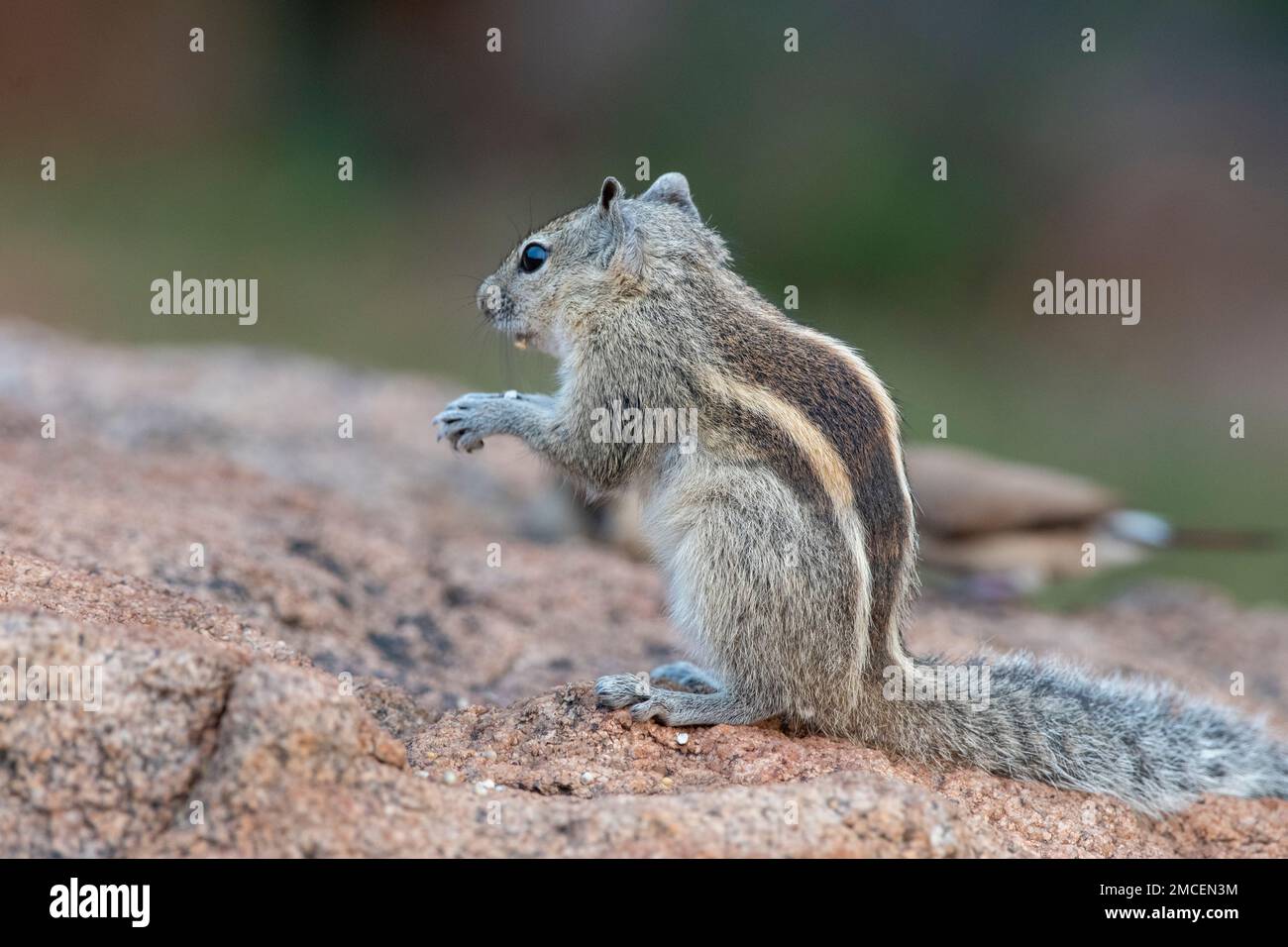 Indian palm squirrel or three-striped palm squirrel (Funambulus ...