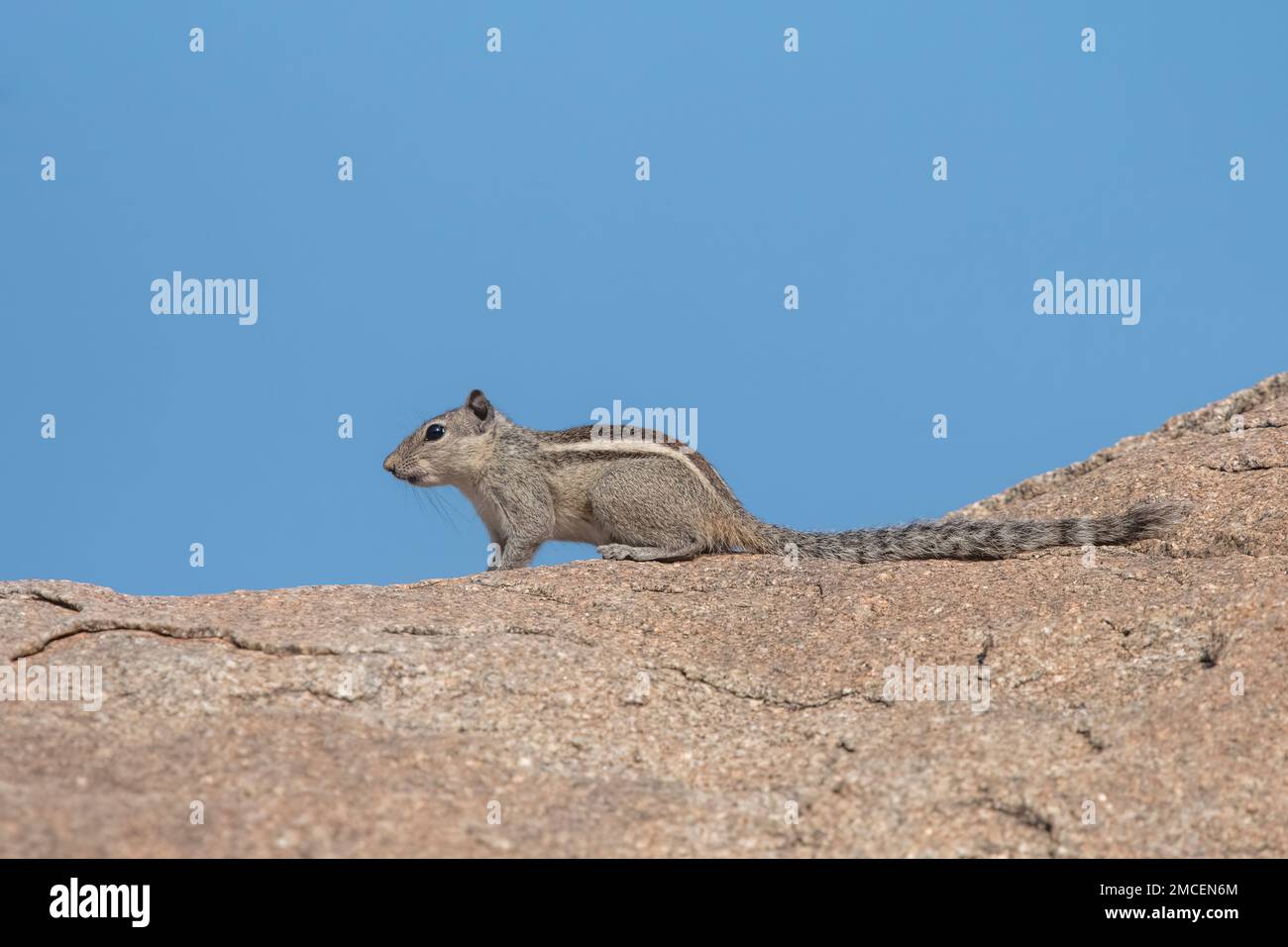 Indian palm squirrel or three-striped palm squirrel (Funambulus ...