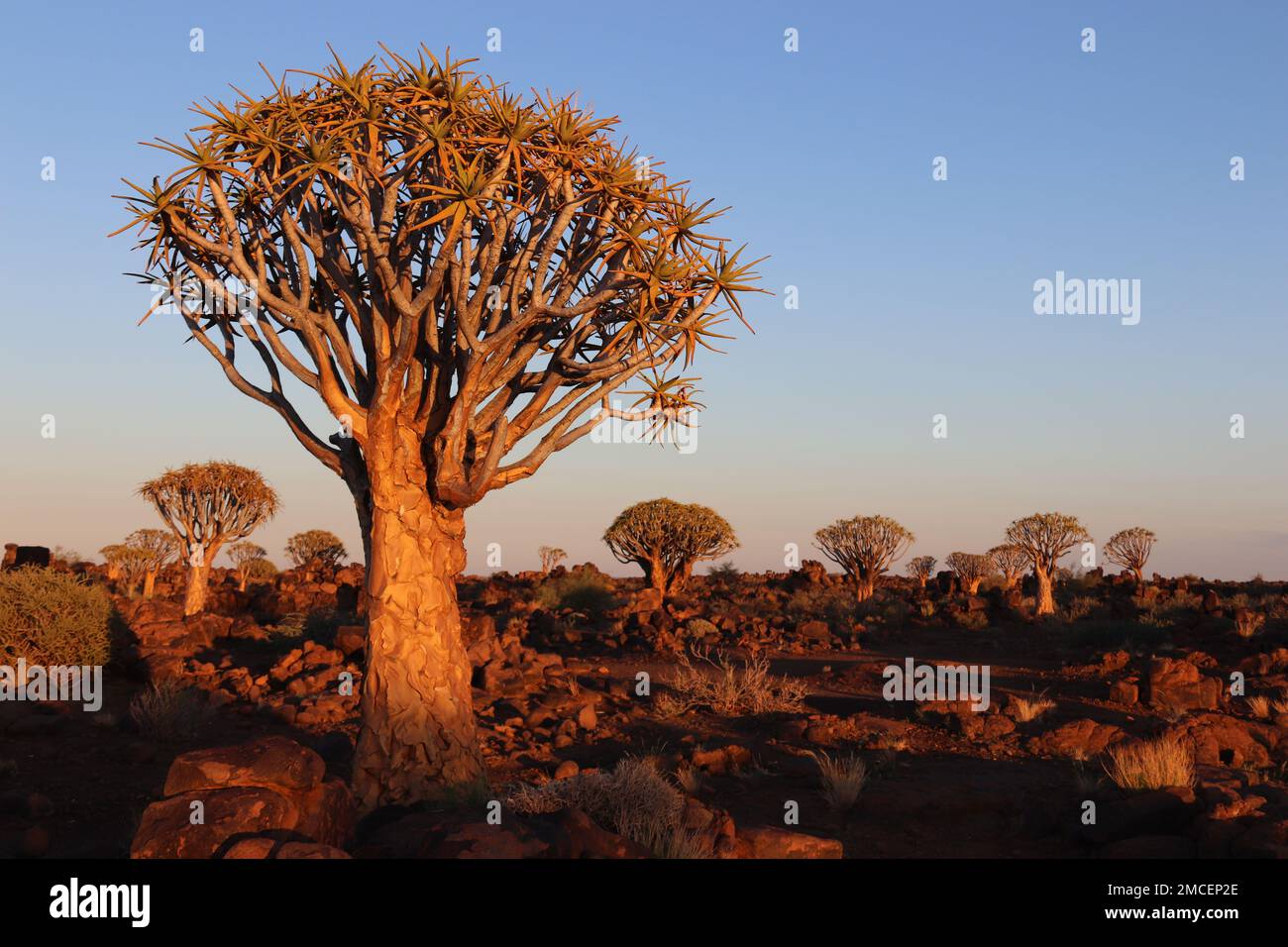 Quiver tree shadow hi-res stock photography and images - Alamy