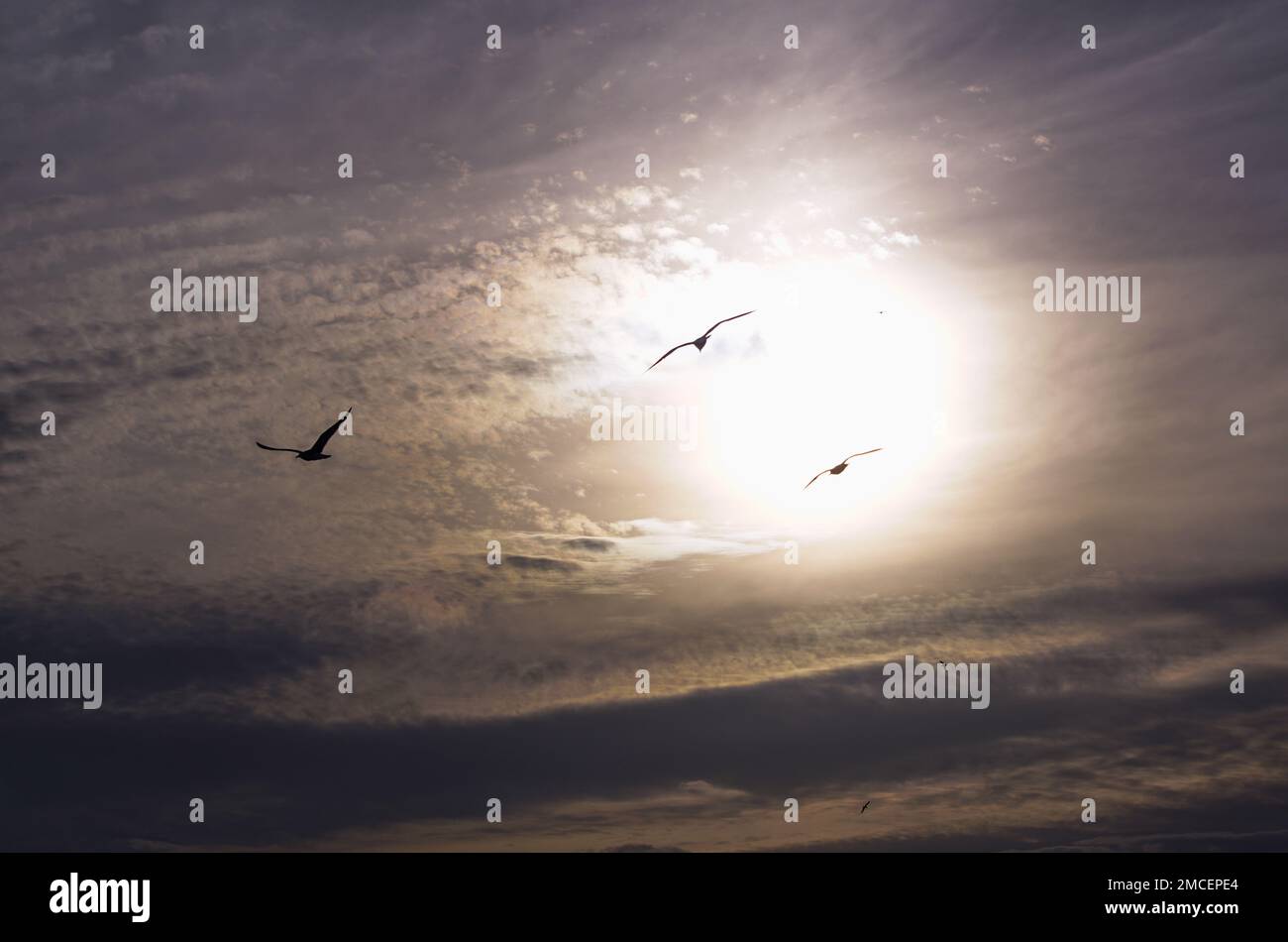 Dark birds against cloudy sky hi-res stock photography and images - Alamy