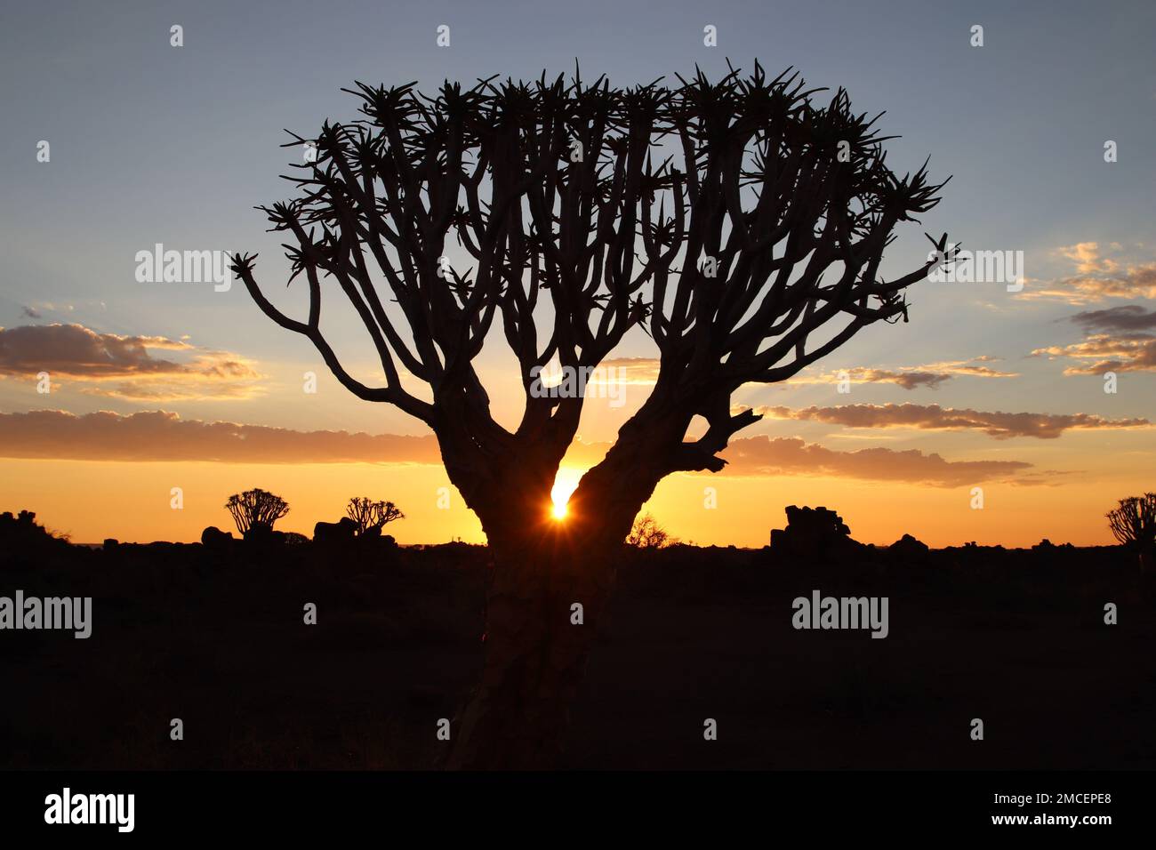 A unique tree in a shadow during sunset, quiver tree forest, Namibia ...
