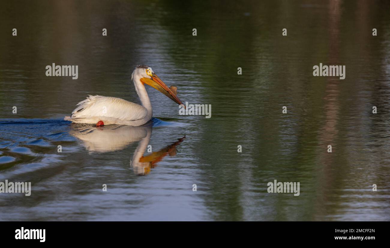 American white pelican horn hi-res stock photography and images - Alamy