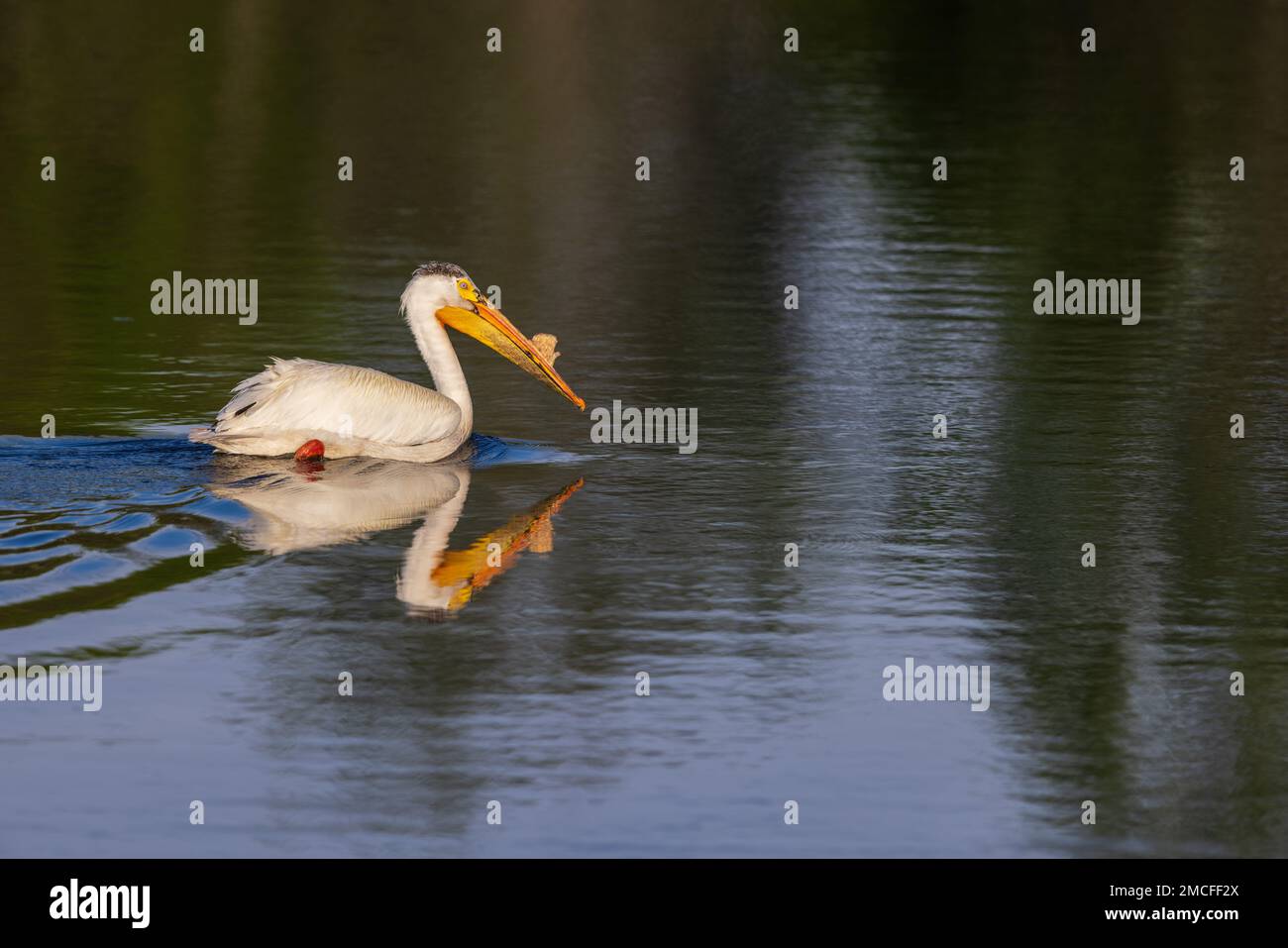 American white pelican on a northern Wisconsin lake Stock Photo - Alamy