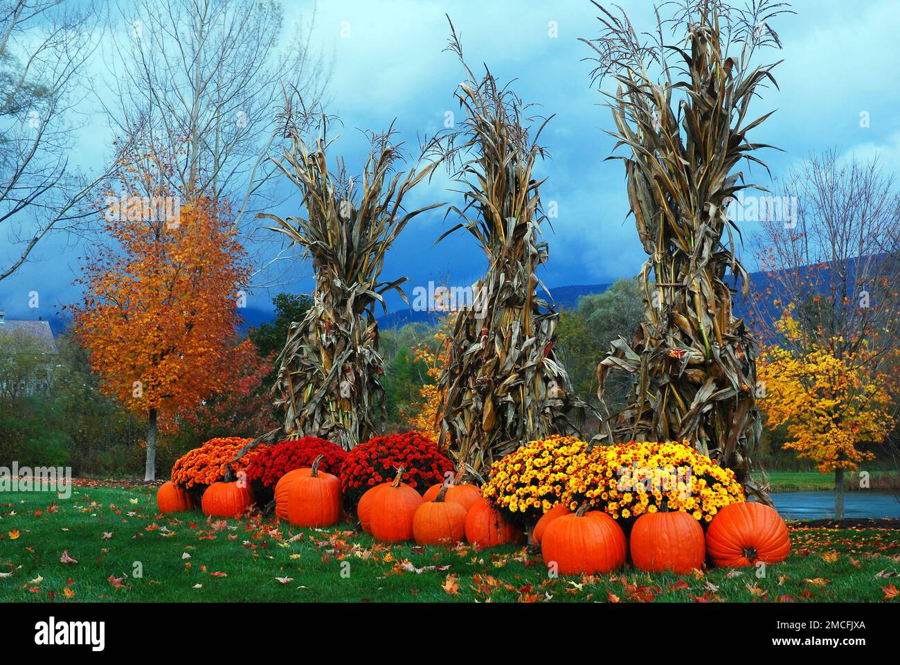 Corn stalk decoration hi-res stock photography and images - Alamy