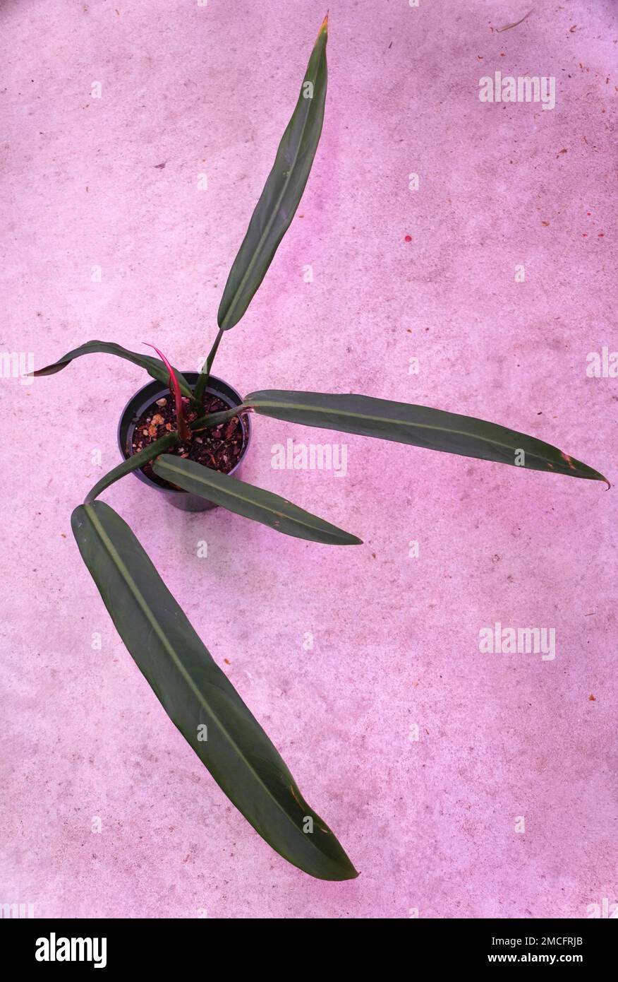 The long green leaf of Philodendron Bicolor, a rare tropical plant ...