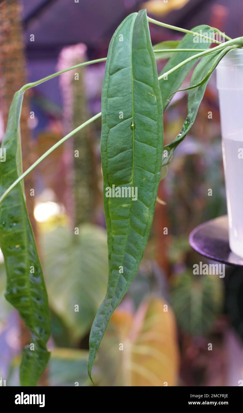 A rippled and long green leaf of Anthurium Lutheri, a rare tropical ...
