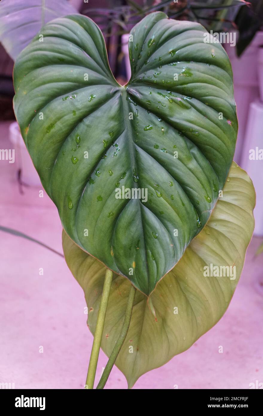 The large green leaf of Philodendron Sp Columbia, a rare tropical plant ...