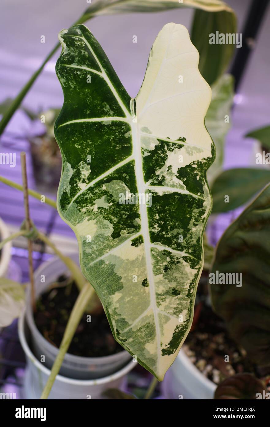 Stunning white and green marbled leaf of Alocasia Frydek variegated ...