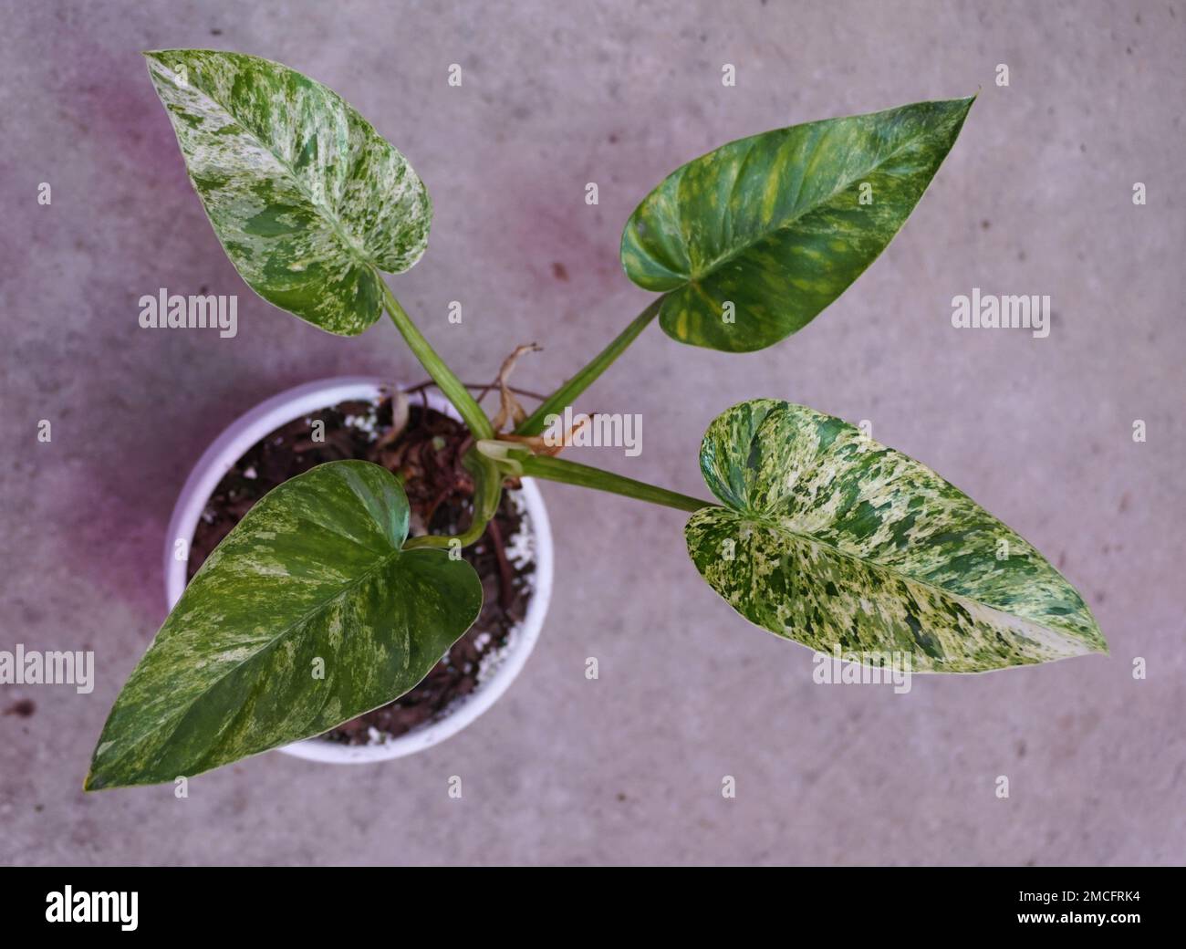 The marbled white and green leaves of Philodendron Giganteum Variegated ...