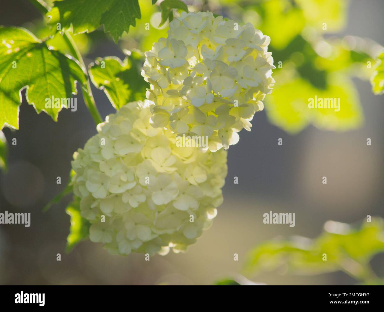 Heavy flower heads of the snowball bush (viburnum opulus) hanging in ...