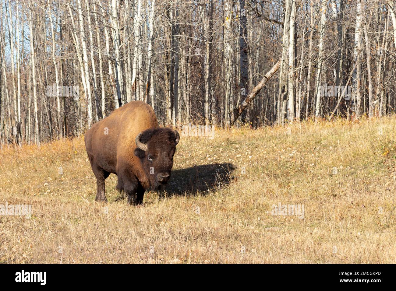 bison walking towards camera Stock Photo - Alamy