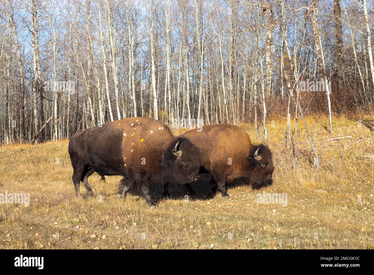 bison walking side by side Stock Photo - Alamy