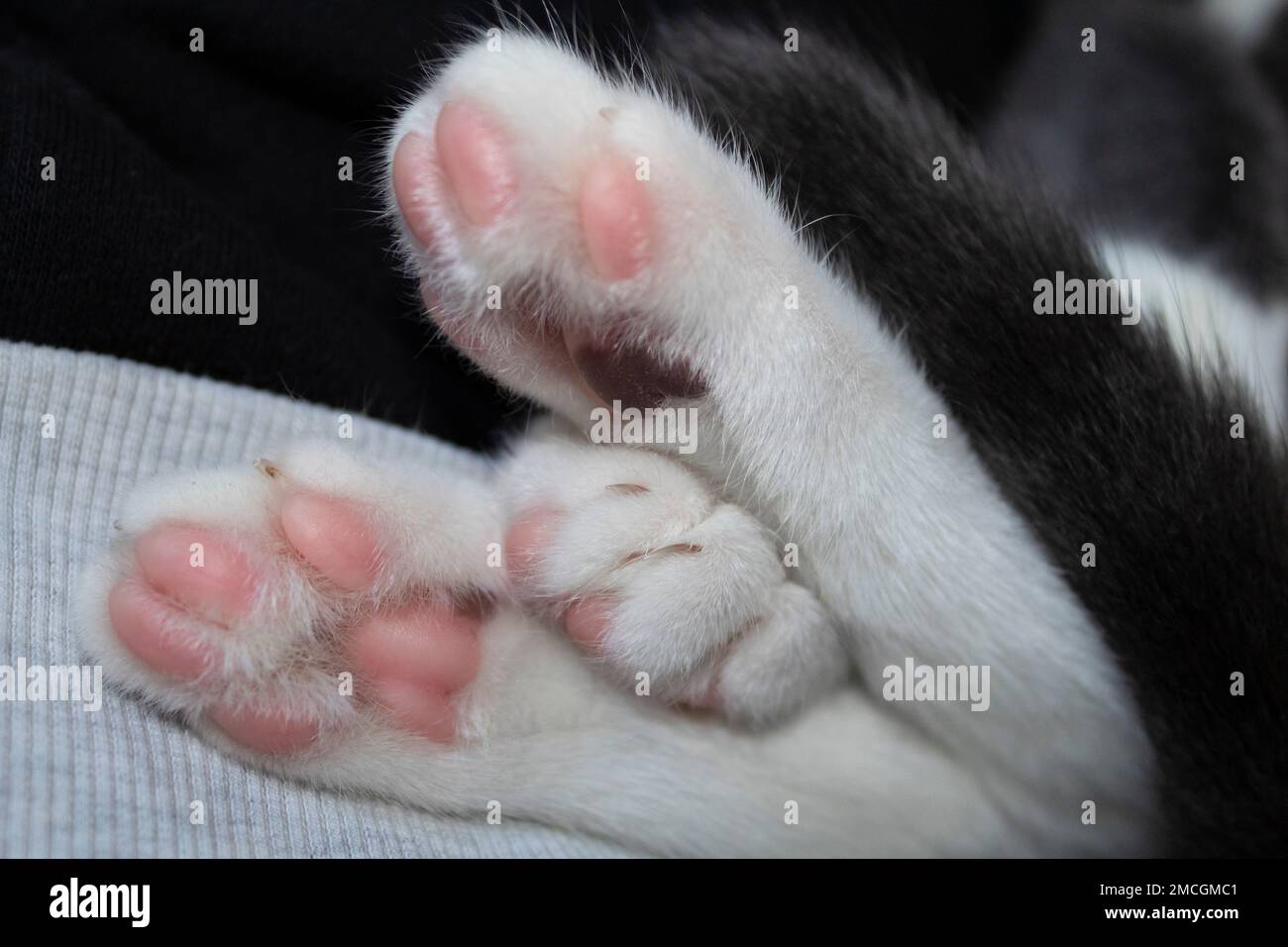 pink cat toe beans Stock Photo - Alamy
